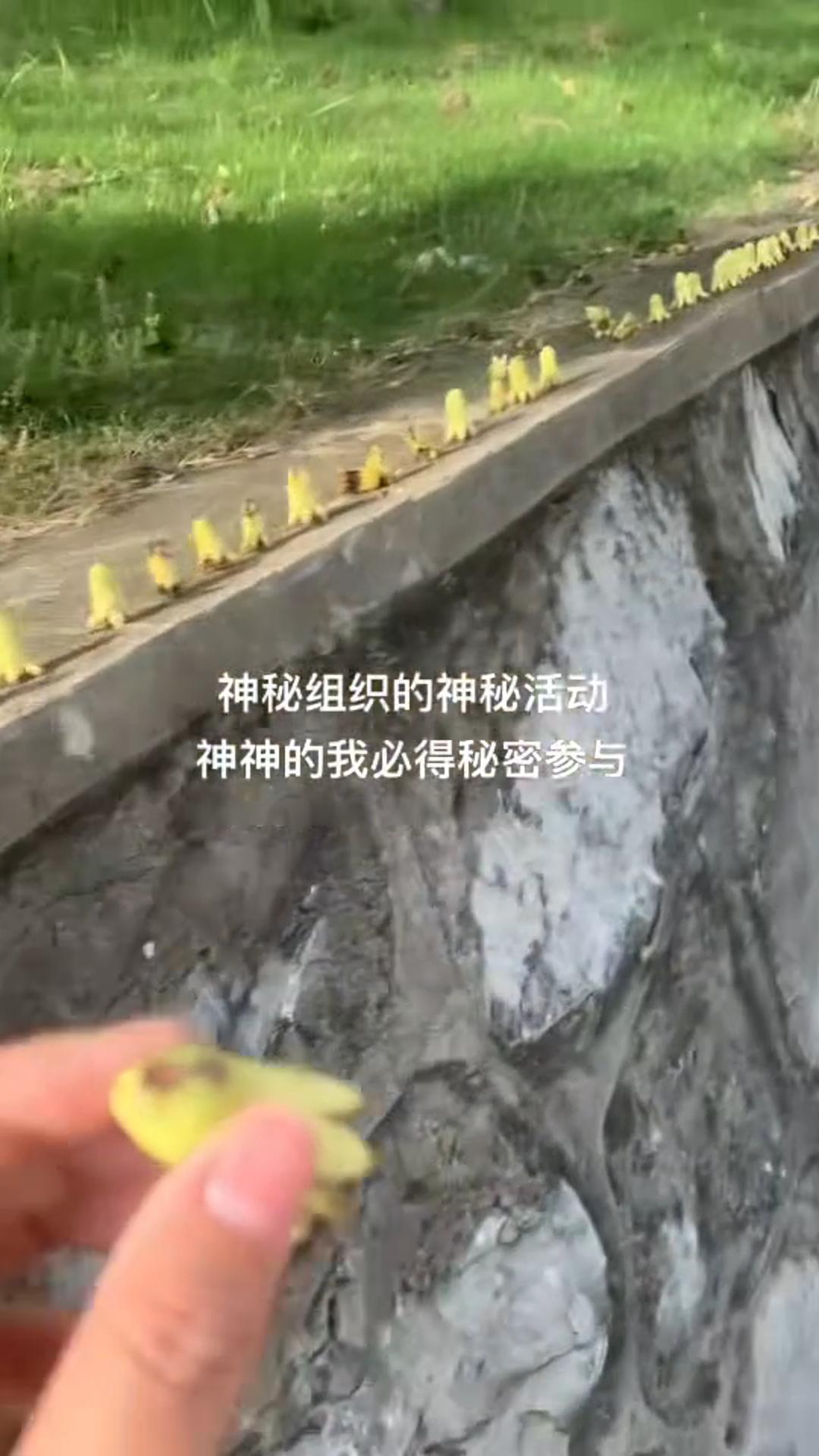 路边的迷惑行为,都说了大学生是最有组织有纪律的