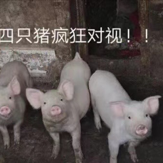 卧石猪 