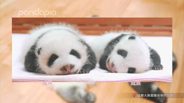 大熊猫:成风成浪的成长记录