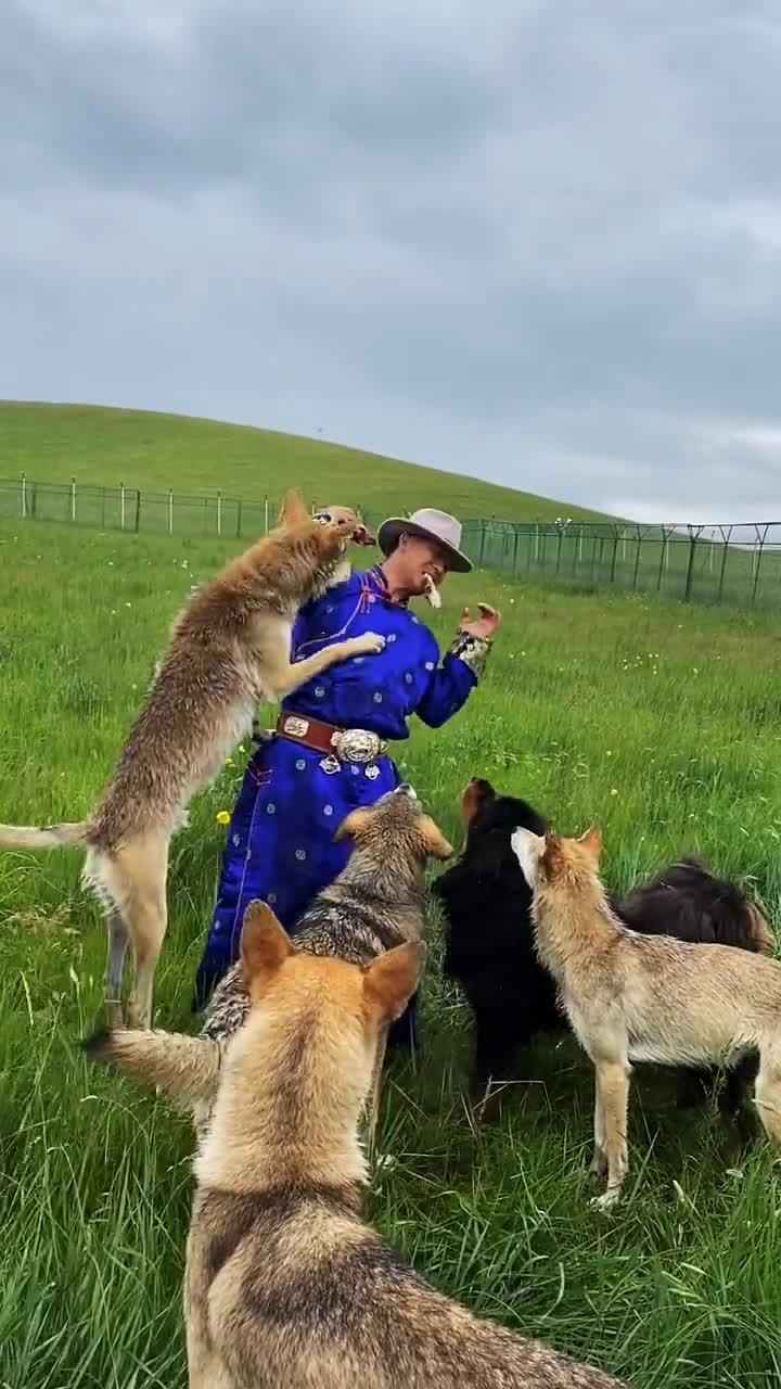 藏獒狼狼獒动物宠物狗动物动物可爱动物