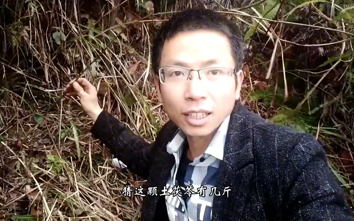 一米长的土茯苓,难得一见,你知道土茯苓的用途吗?