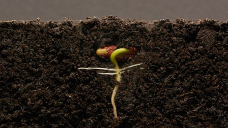 豆芽为何能顶起石头?实拍豆芽的生长...