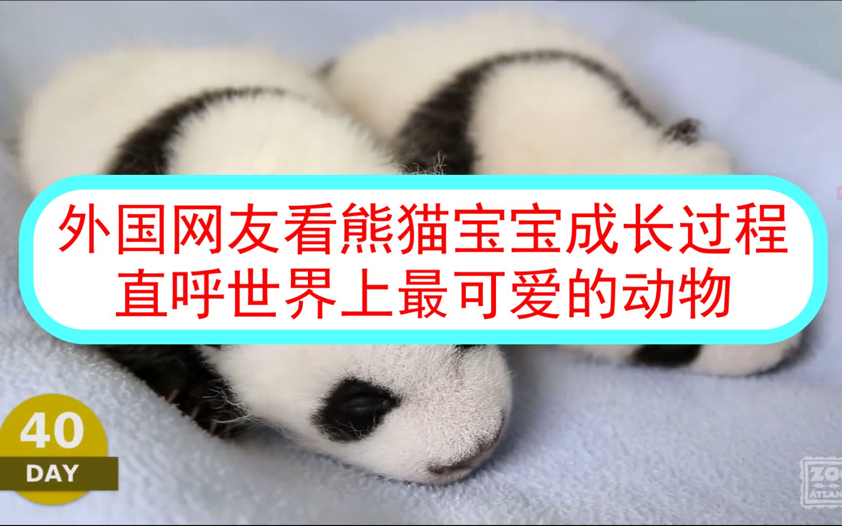 外国网友看熊猫宝宝成长过程,直呼世界上最可爱的动物