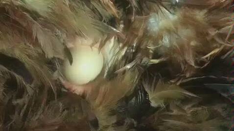 民间达人模仿母鸡下蛋