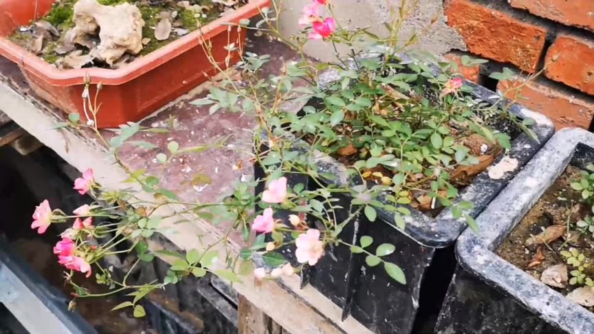 月季最迟的修剪时间是啥时候?超过这个时间修剪,会影响春季开花