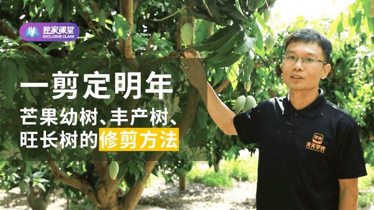 芒果幼树伞型修剪怎么做?听听芒果种植专家林崇彩老师怎么说!