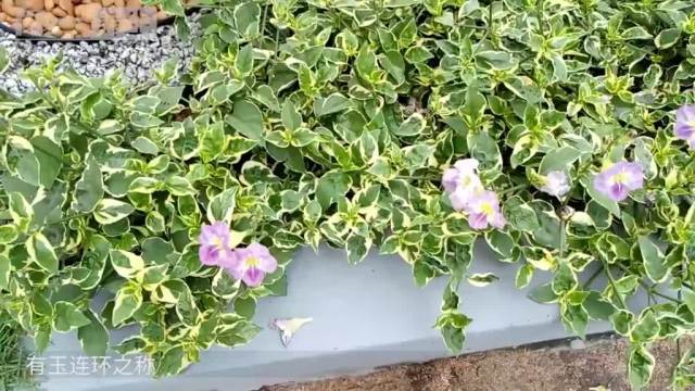 白接骨老人们称“麒麟草”可续断指胃出血,老中医拿它治疗糖尿病