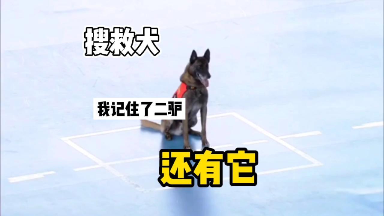 搜救犬除了二驴,我记住的还有它