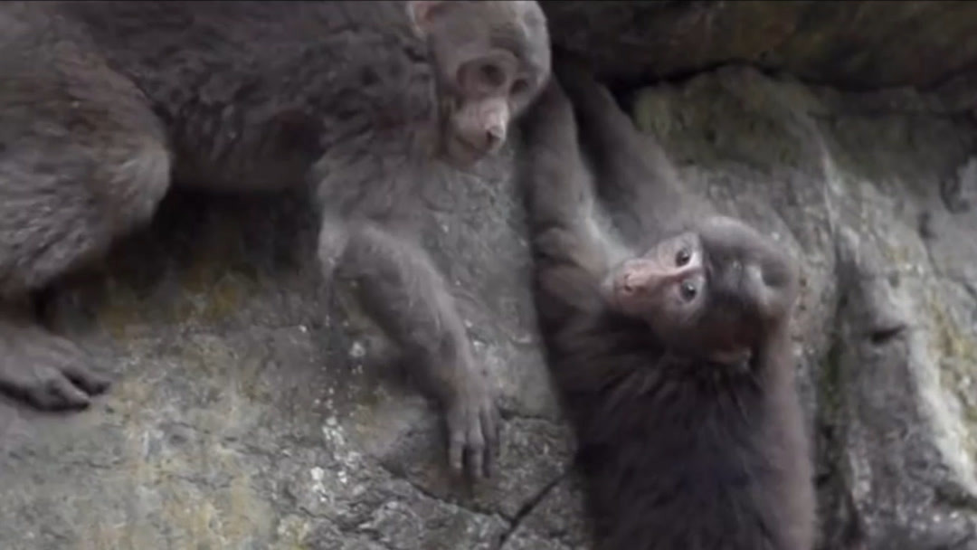 中国远征军身陷密林,17个猴子大显神通,帮他们歼灭24个日本鬼子