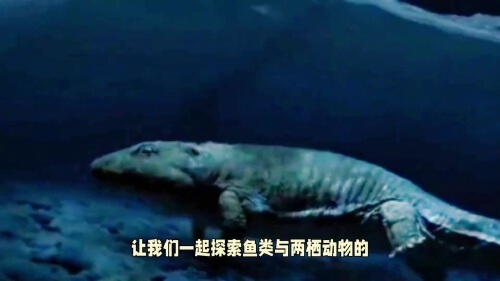 鱼类与两栖动物演化之路