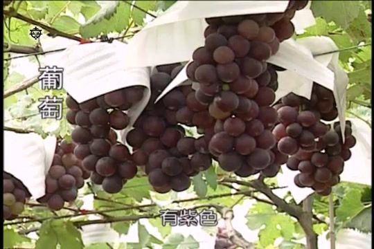 初中生物 七上 植物的果实和种子