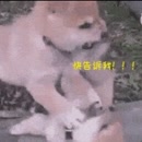喜欢吃烤面包的相里沛白 
