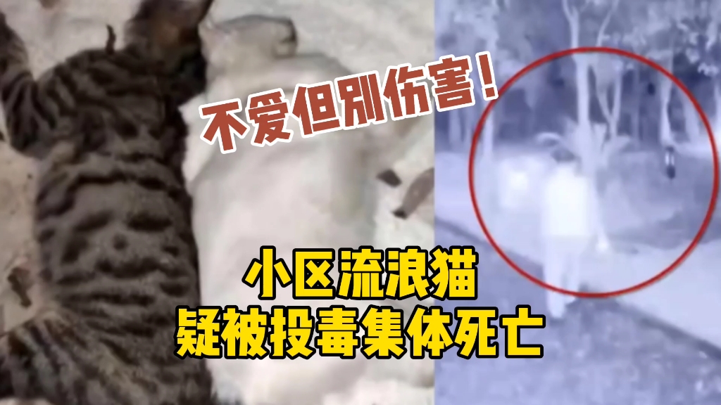 小区流浪猫数量增加 疑被人投毒集体死亡