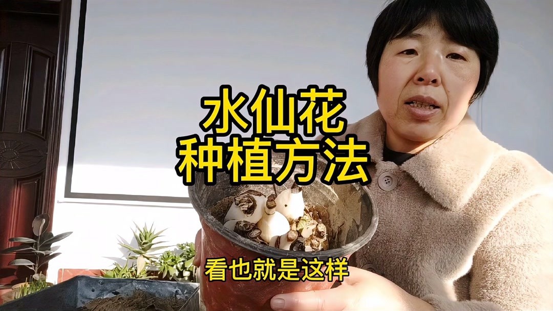 水仙花如何种植,水培好还是土培好?看容姐怎么说?