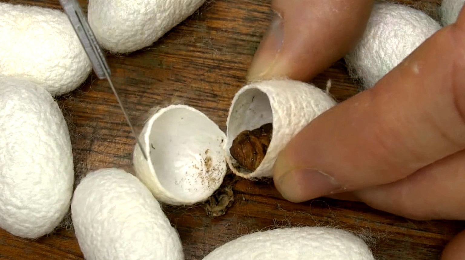 蚕茧里面有什么?老外用刀子残忍切开,发现情况不简单!