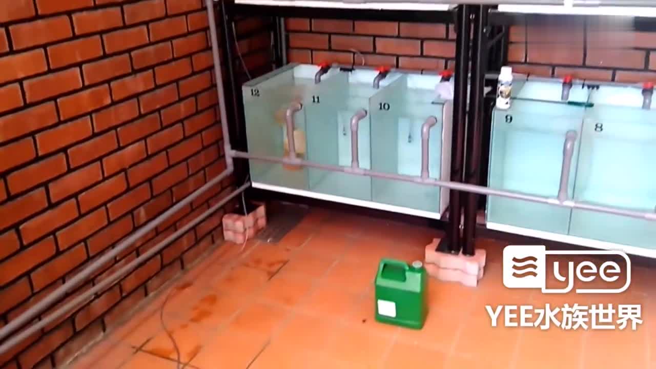 DIY鱼缸过滤:一看就明白,简单组缸过滤系统
