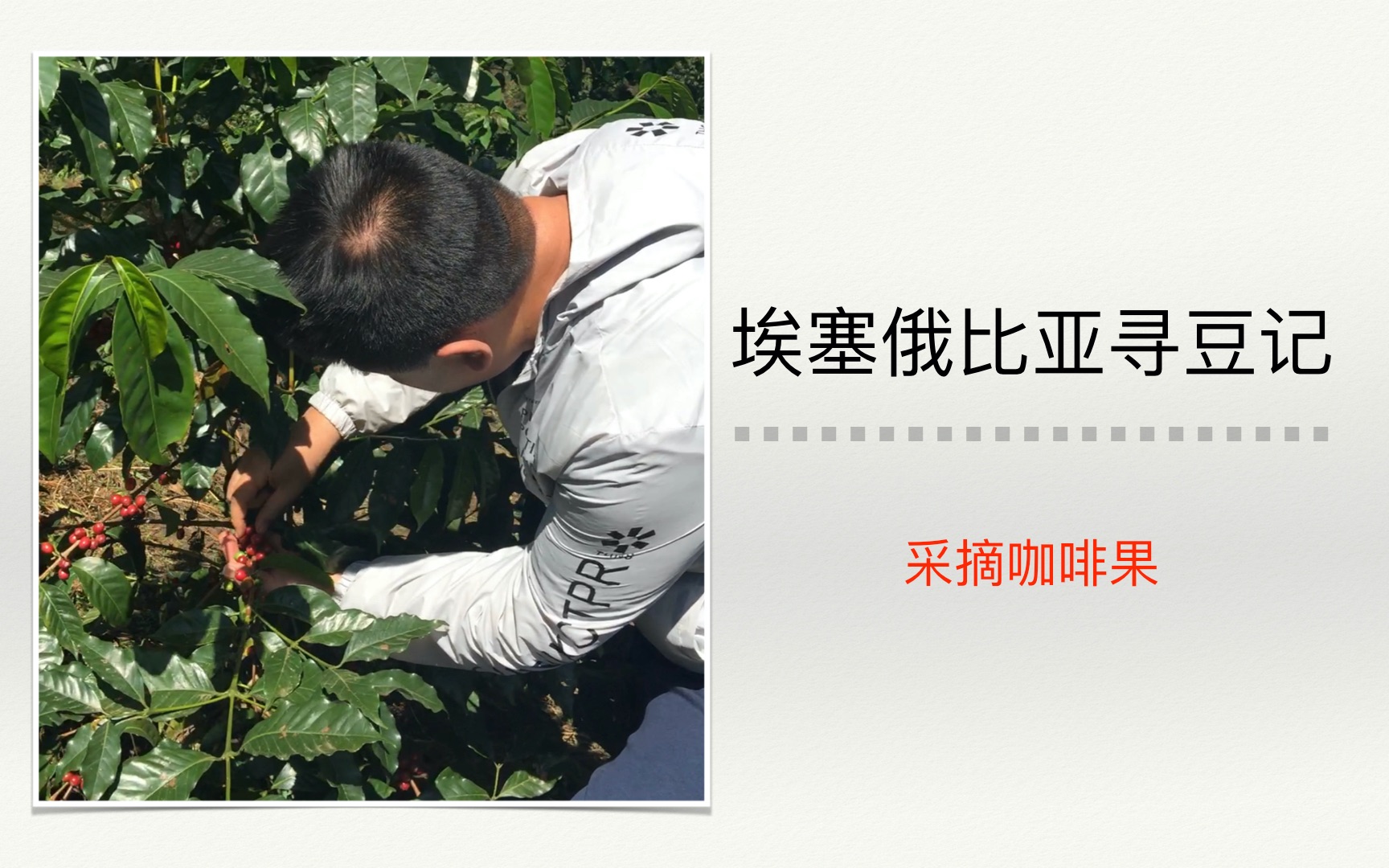 埃塞俄比亚寻豆记-采摘咖啡果