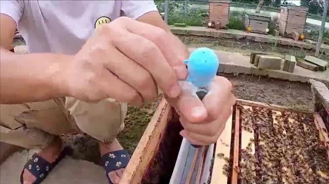 鸡总:养殖蜜蜂杀螨技术,粉剂类药物如何杀螨,掌握用量是关键