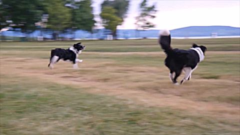 网友:狗狗杂技表演,动作帅的飞起,网友:不吹牛它能飞吗?