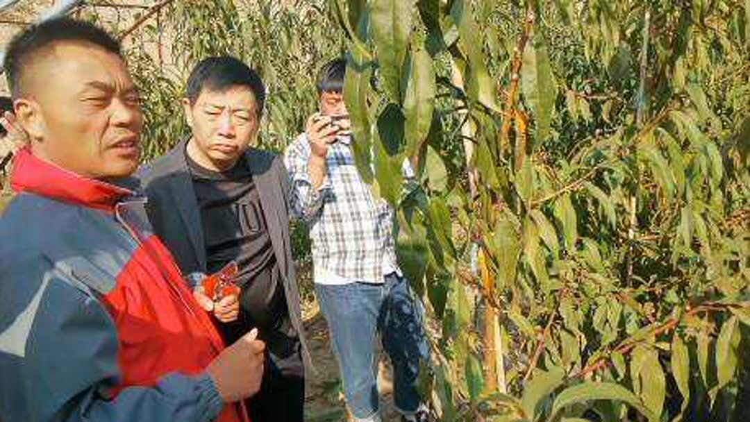 桃树数据化管理123