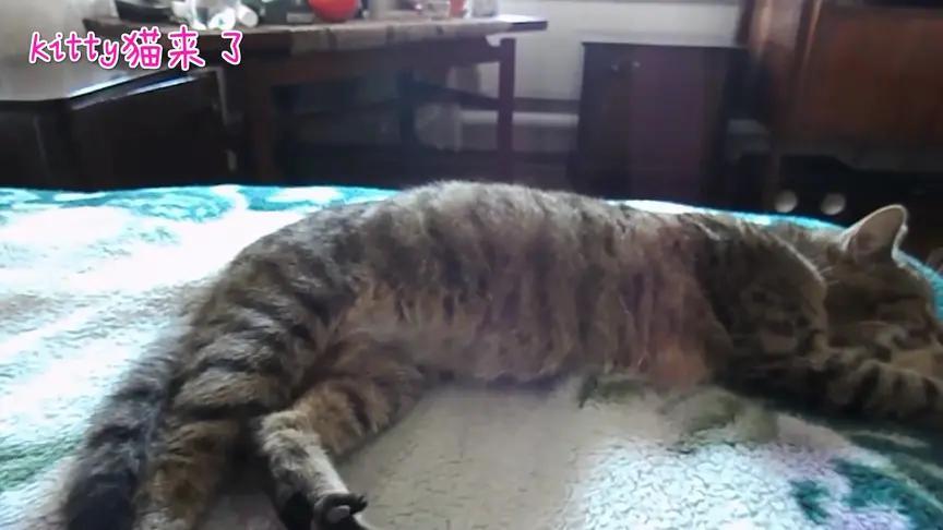 猫咪怀孕大肚子不停的动,网友:这频率是要生了