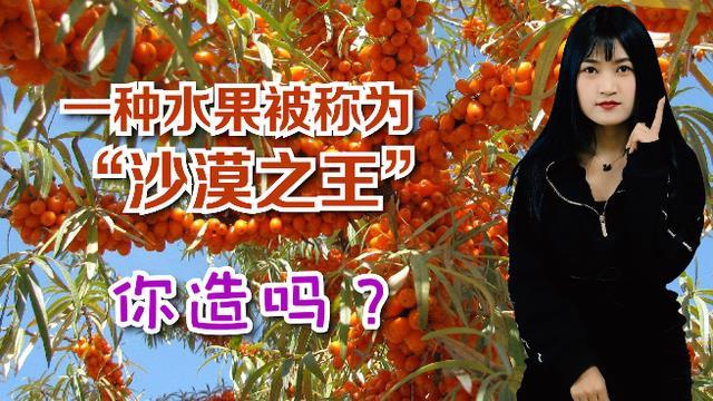 鲜为人知的沙棘,常吃收获8种好处,但也要注意用量