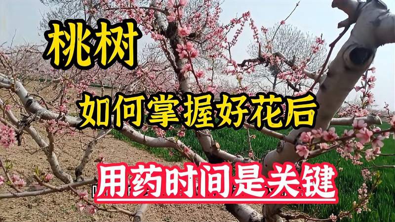 桃树花后用药准确时间如何掌握好?