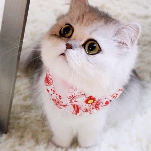糖果屋biu 