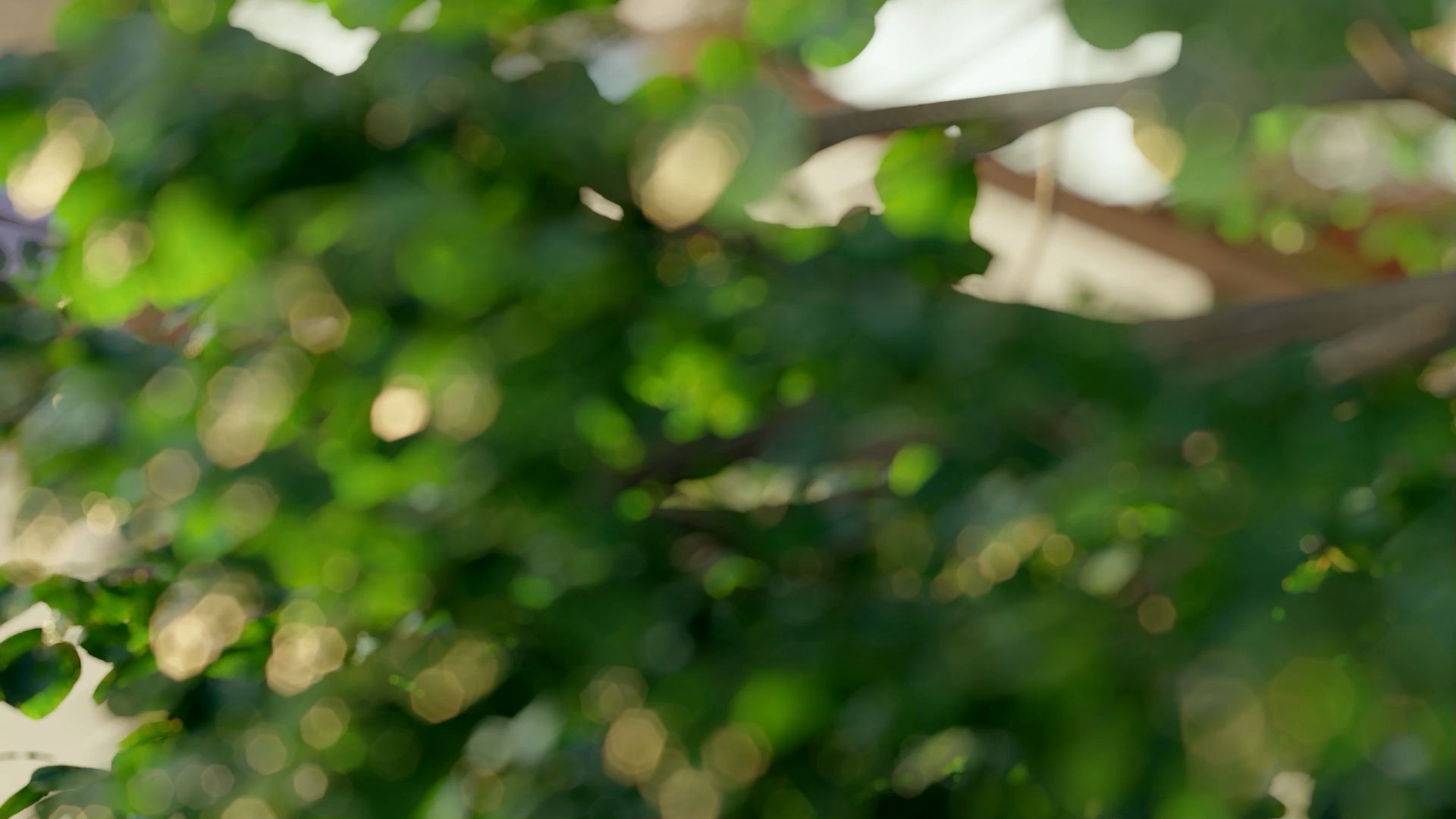 lumion10 风吹绿叶