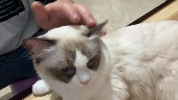 可爱的小猫咪ߐ�#猫 #猫咪日常