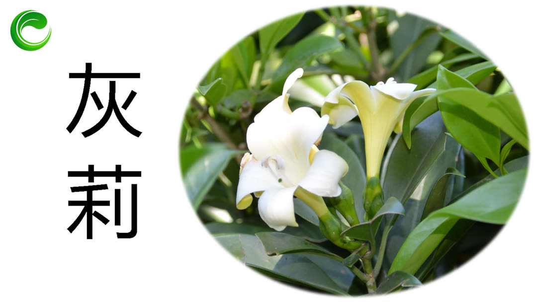 灰莉 除螨活性强的绿化植物