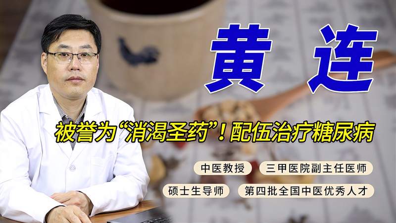 中药黄连,被誉为“消渴圣药”!配伍应用治疗糖尿病疗效显著