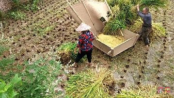 纯手工打稻谷,看着都好累人,农民真的不容易。