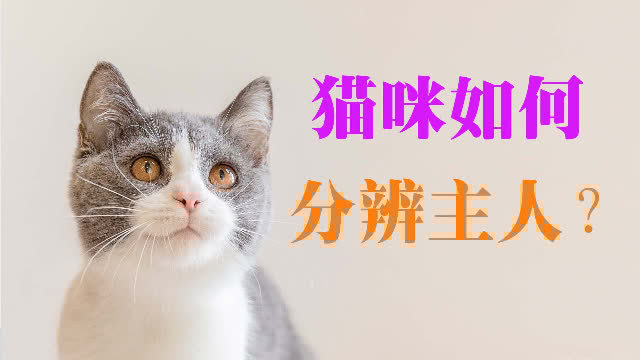 猫咪如何分辨主人?看完这三点,网友看完直呼细节