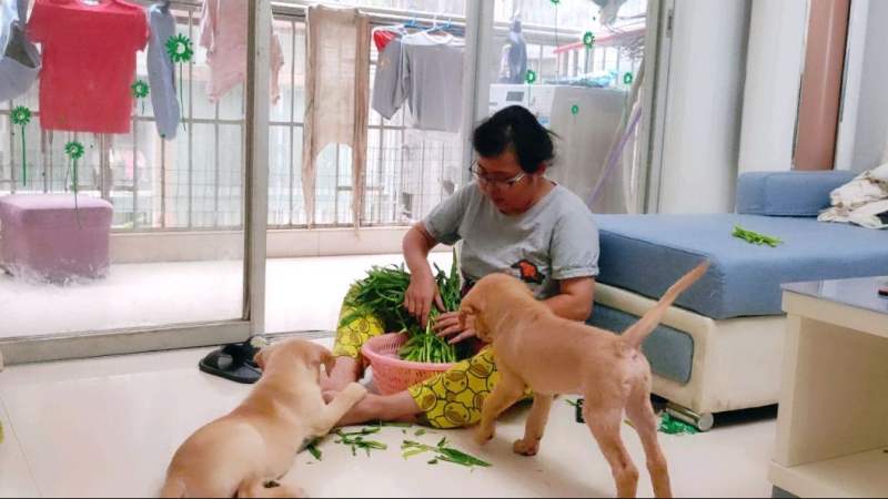 收养小奶狗55天,小妮身体越来越好指标恢复正常,小五小七功劳大