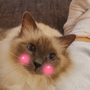 猫der和饭饭的日常 