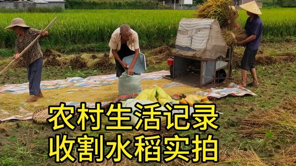 实拍:永州收割水稻全过程,80、90后不愿留下种地的原因?太揪心