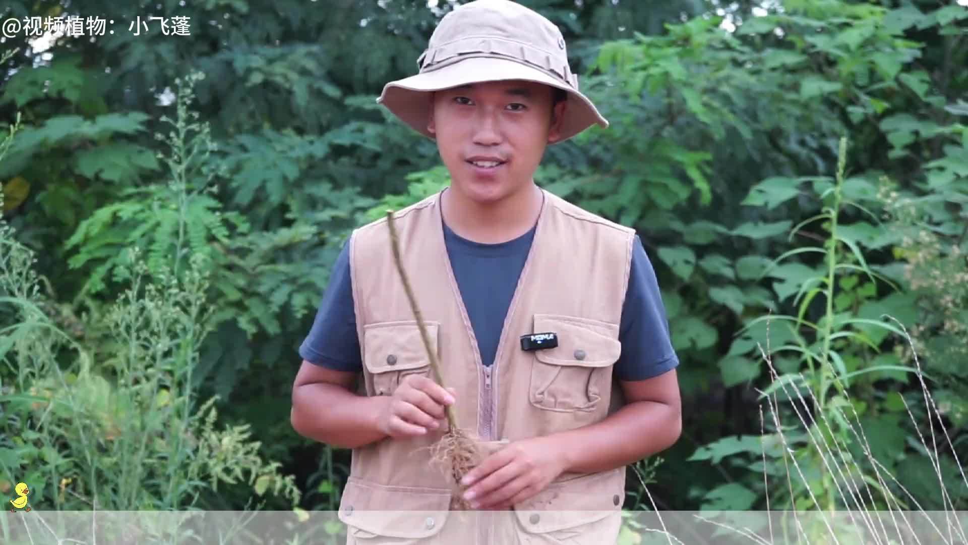 植物的根系有很多种,它们的作用和变化你都知道吗