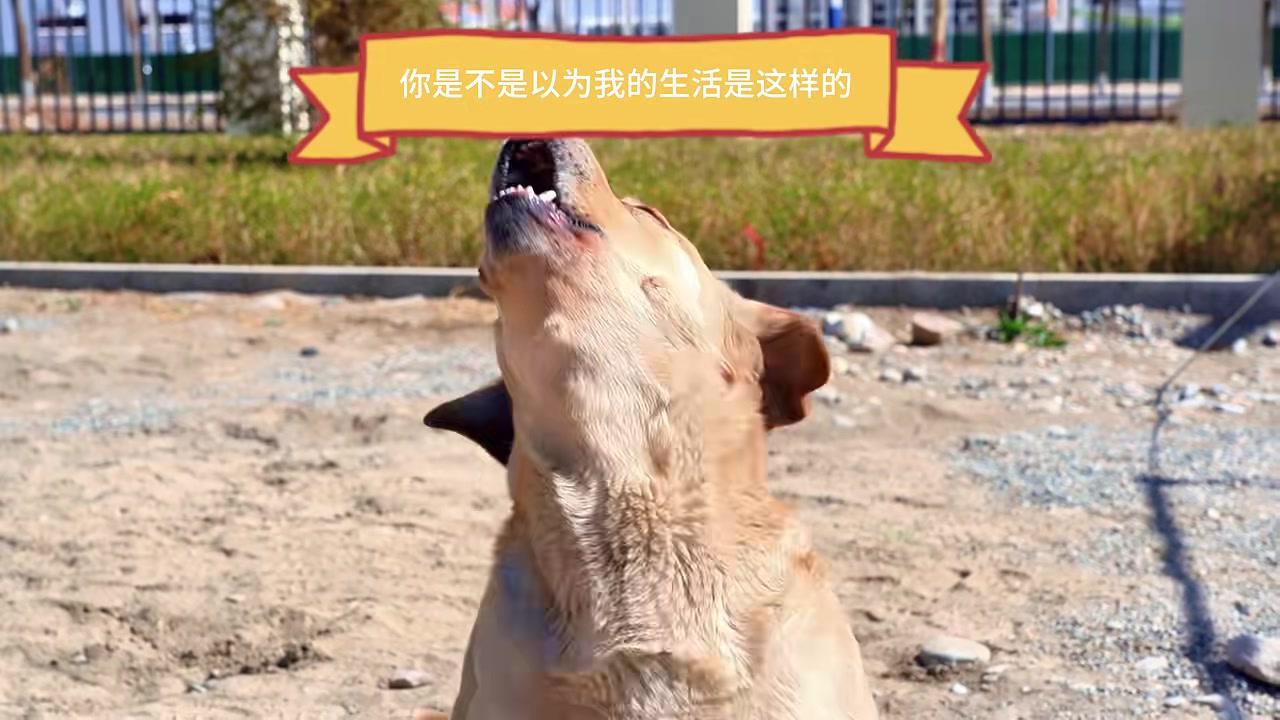 大家想象中搜救犬是什么样的呢?快来看看毛孩子的表现吧!