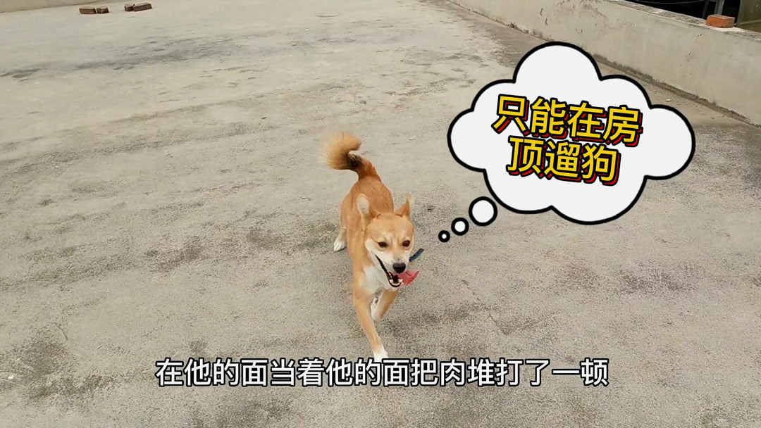 醉汉私闯民宅与狗干架,被咬后嚣张至极砍杀狗狗,天理何在?