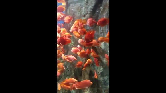 鱼多多 鱼儿多欢畅,时光几流逝;人海谁浮沉,万物竞自由…