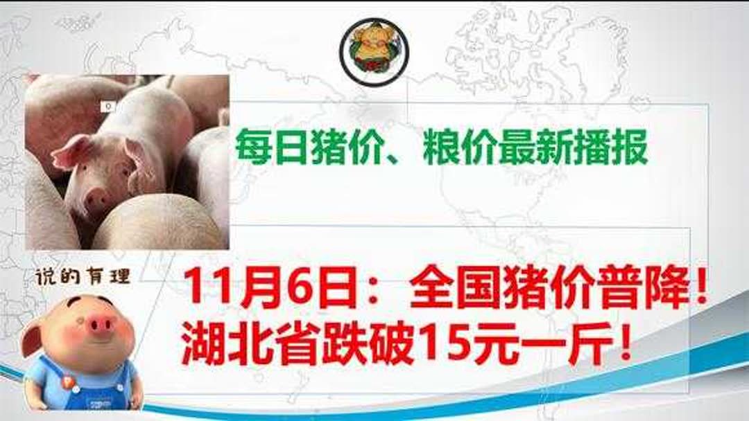 每日猪价:11月6日全国猪价普降!湖北省跌破15元一斤!