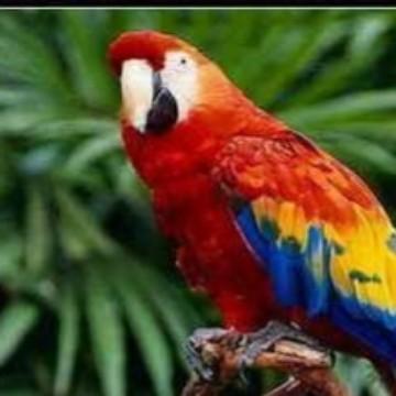 金刚鹦鹉小视频 