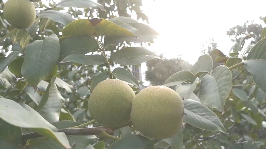 踩着梯子拿着木棍竟然就敲下来6个,但享受劳动成果很开心。