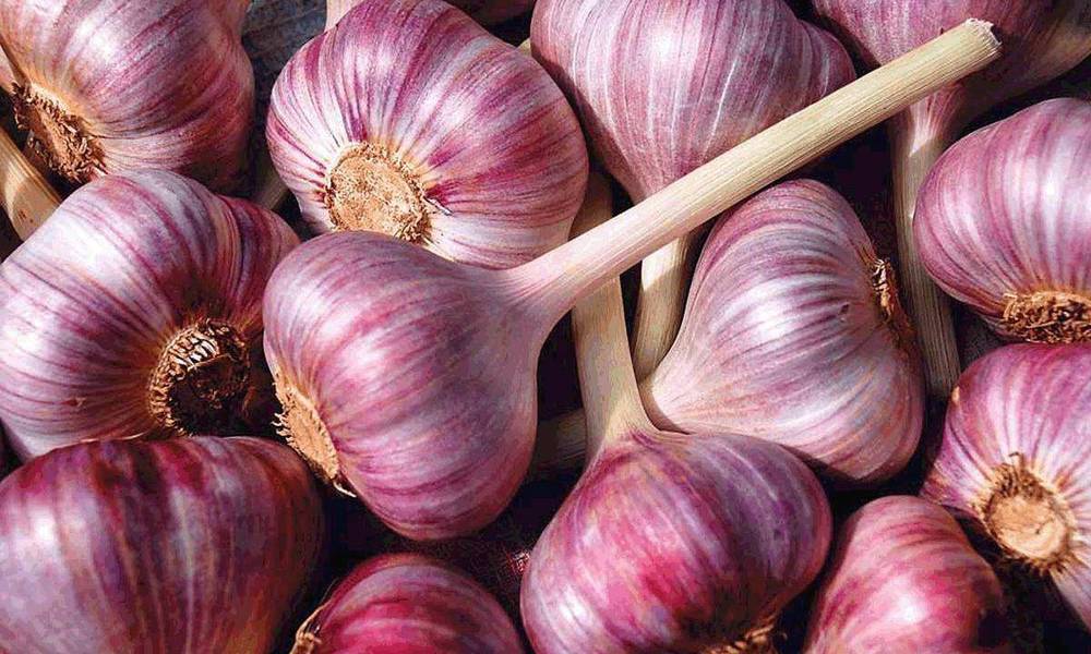 独头蒜要贵5倍?怎样种出独头率高、个头大的独头蒜?秘诀是什么