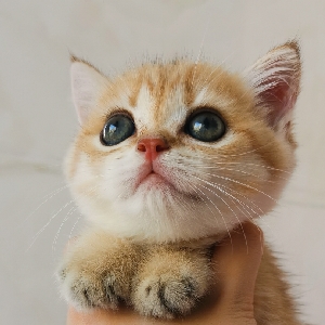 野森猫舍 
