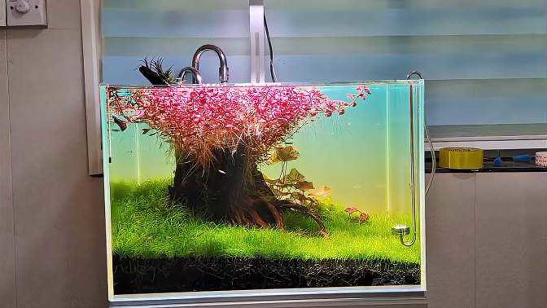 鱼缸里的大自然"生命之树"今天给它装一个高配过滤桶"伊罕滤桶