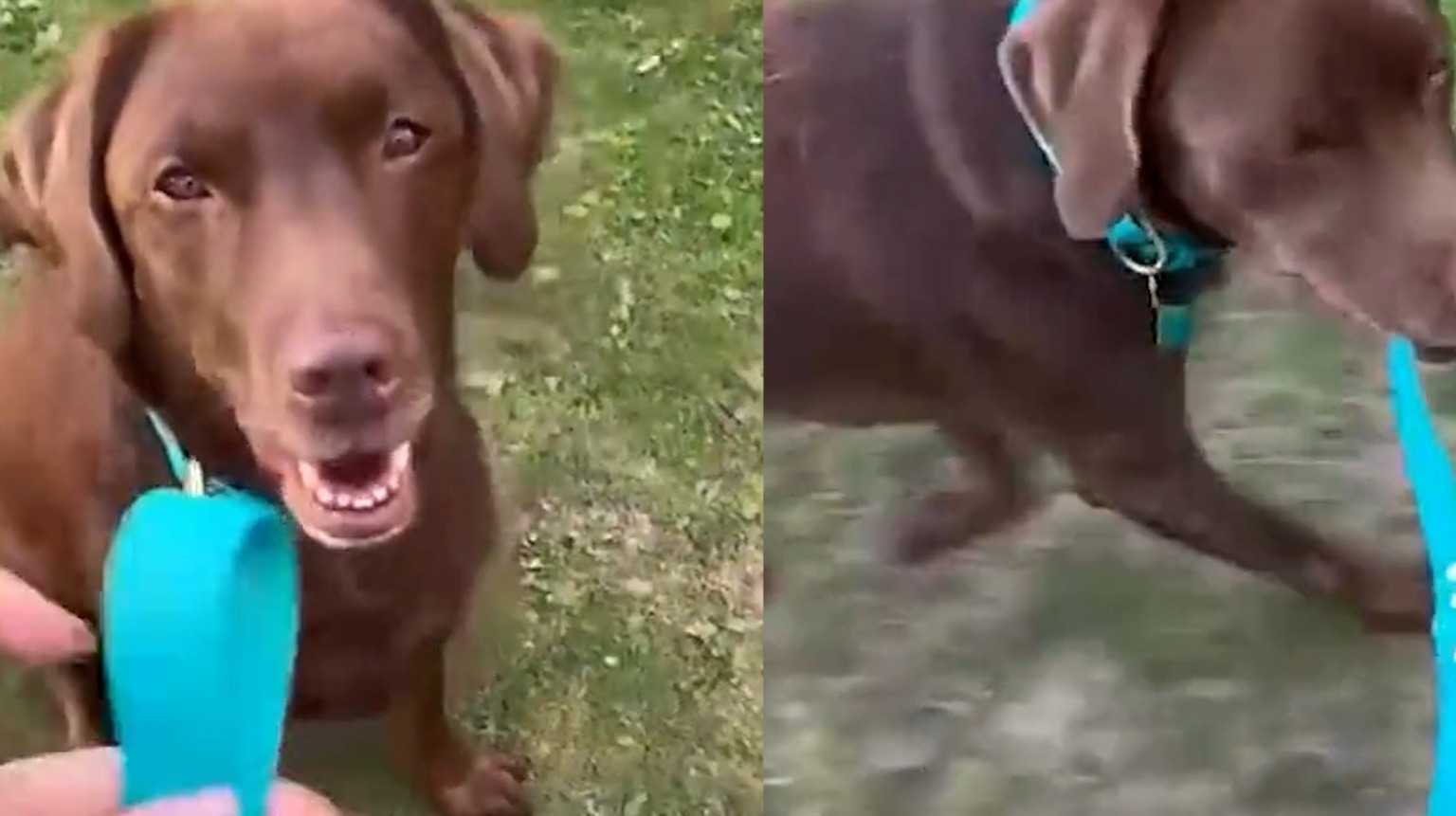 自我管理满分!当主人自主扣上遛狗绳后,狗狗的反应让人意想不到