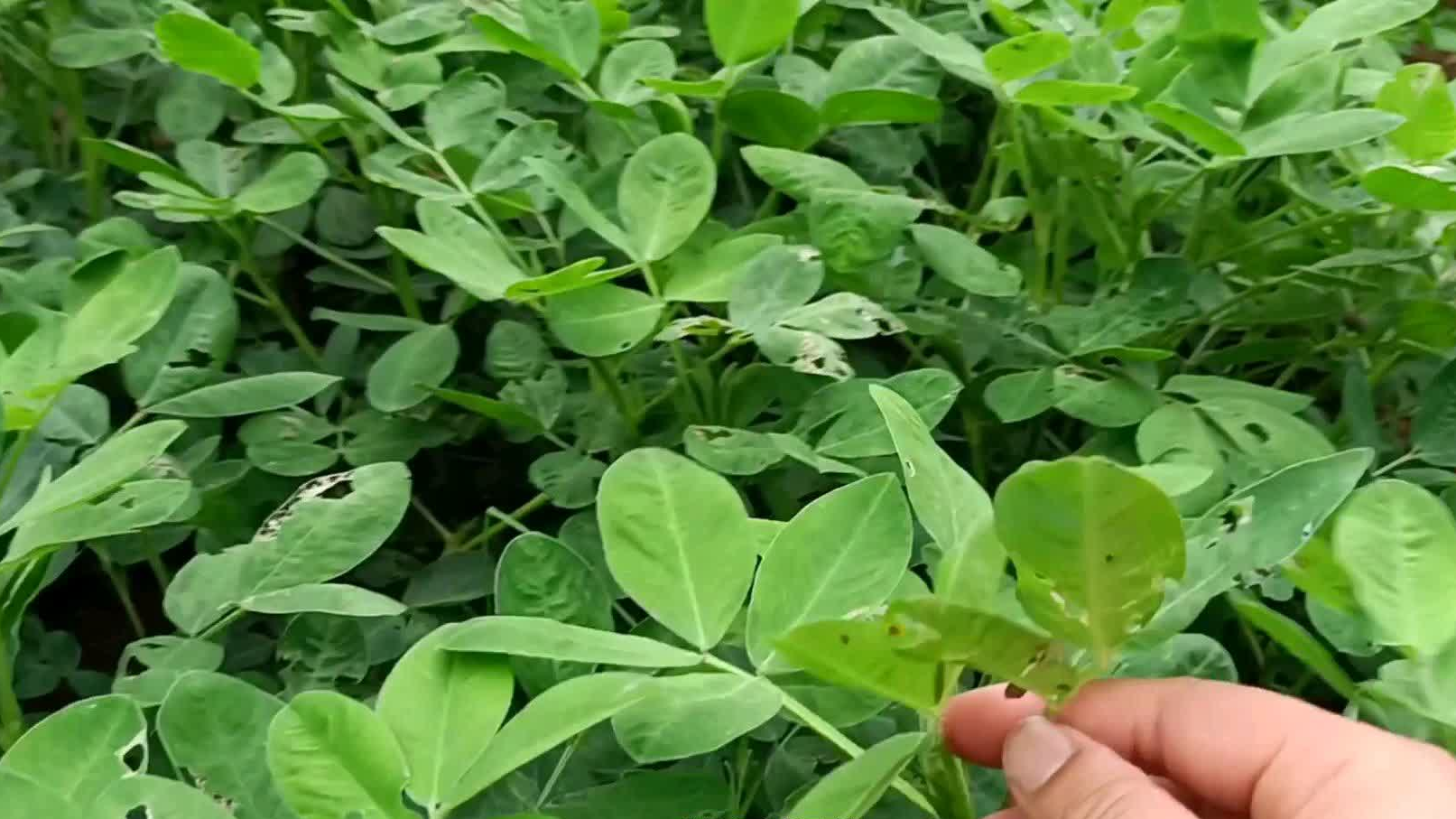 家里的花生叶子被虫快吃光了,婆婆马上去喷酒农药,分享注意事项