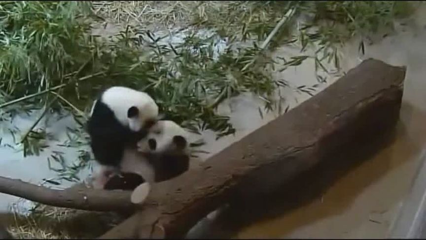 多伦多熊猫翻滚视频集锦 萌翻众人!